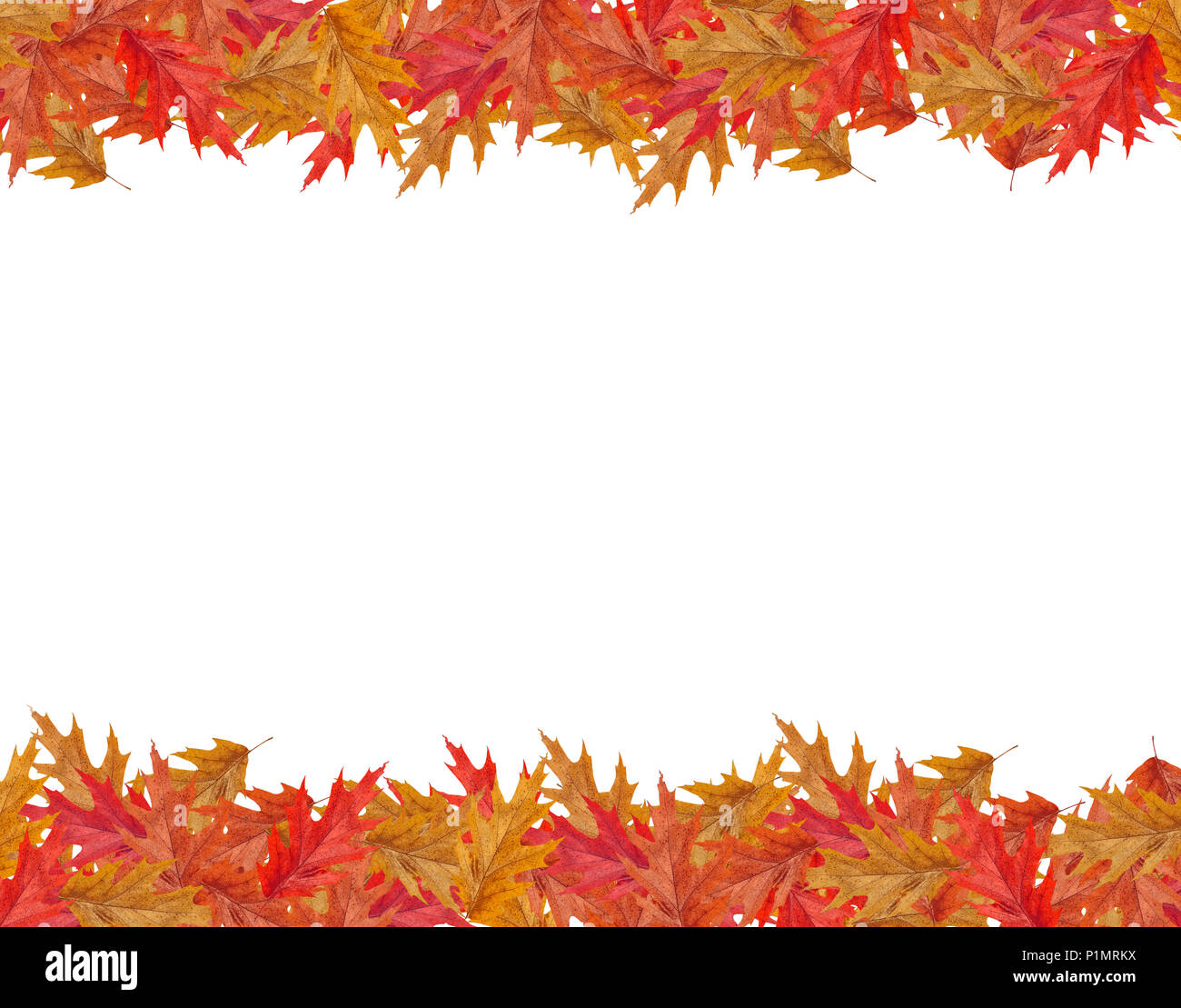 Border Frame of colored falling maple leafs with copy space isolated on ...