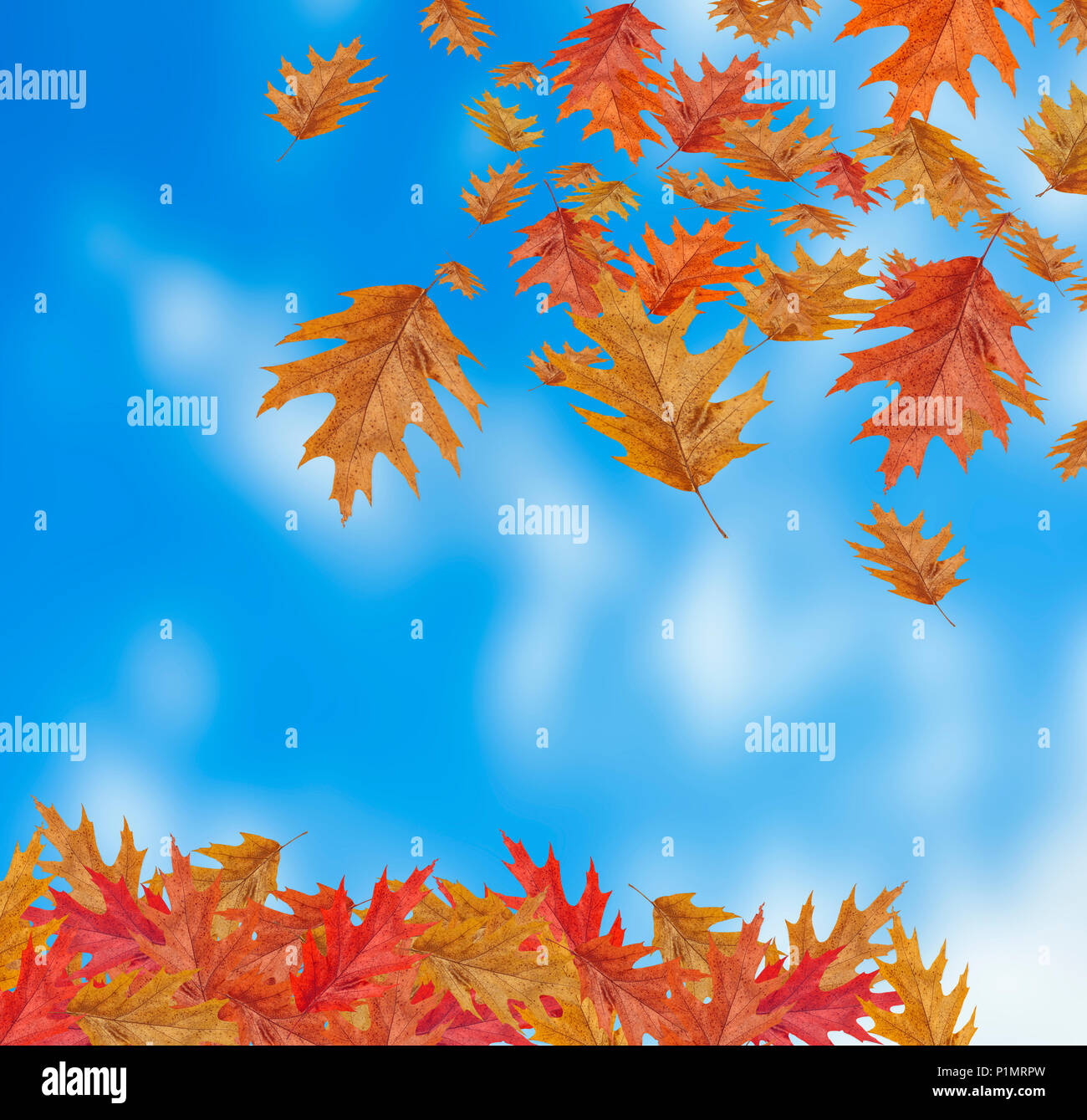Colored autumn leaves falling down on blur background Stock Photo - Alamy