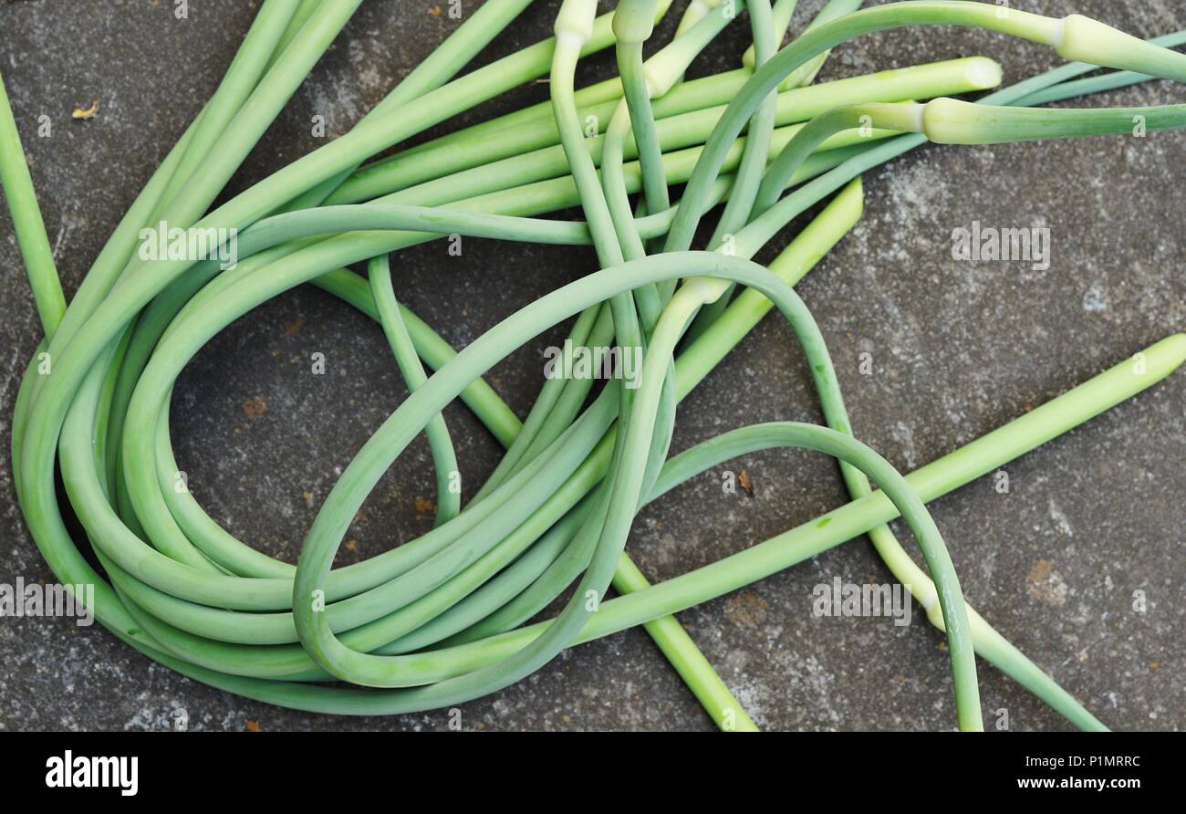 Garlic with stalk hi-res stock photography and images - Alamy