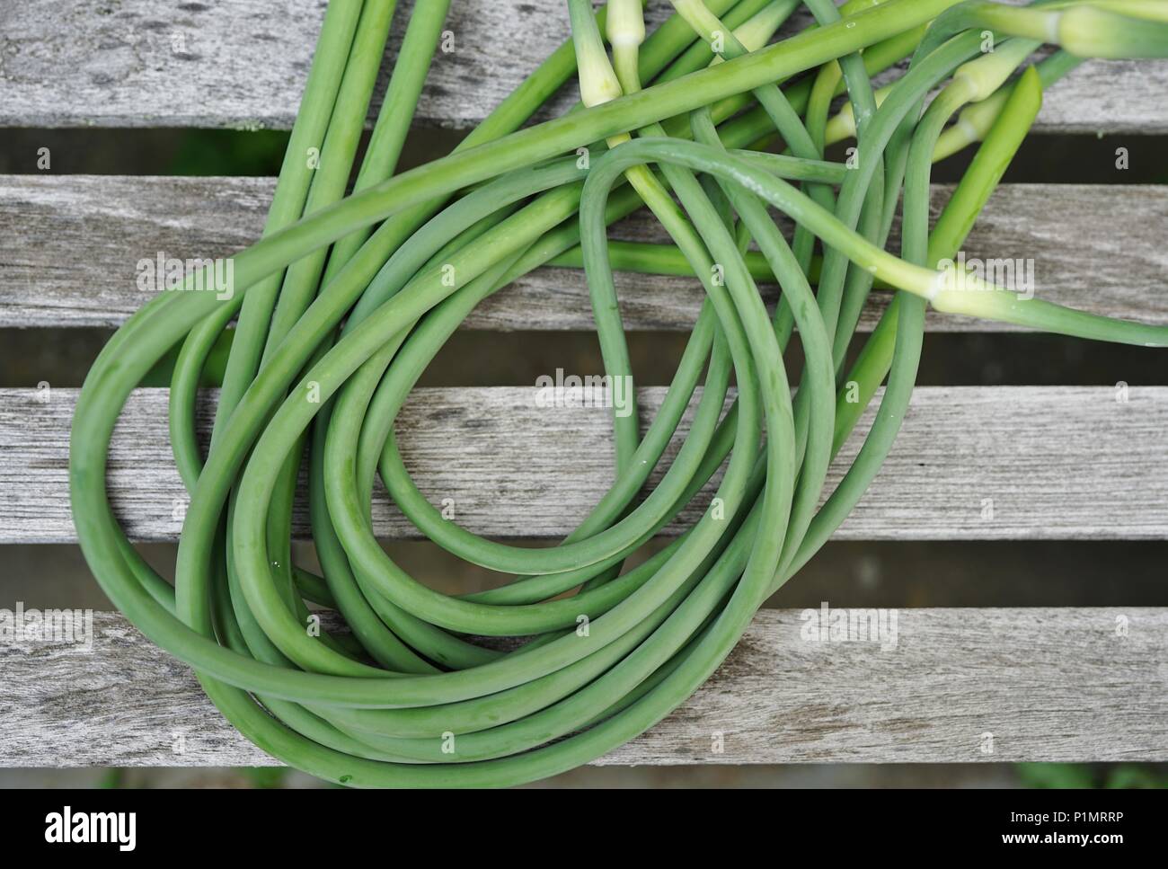 Bunches of freshly picked green garlic scape stems Stock Photo - Alamy