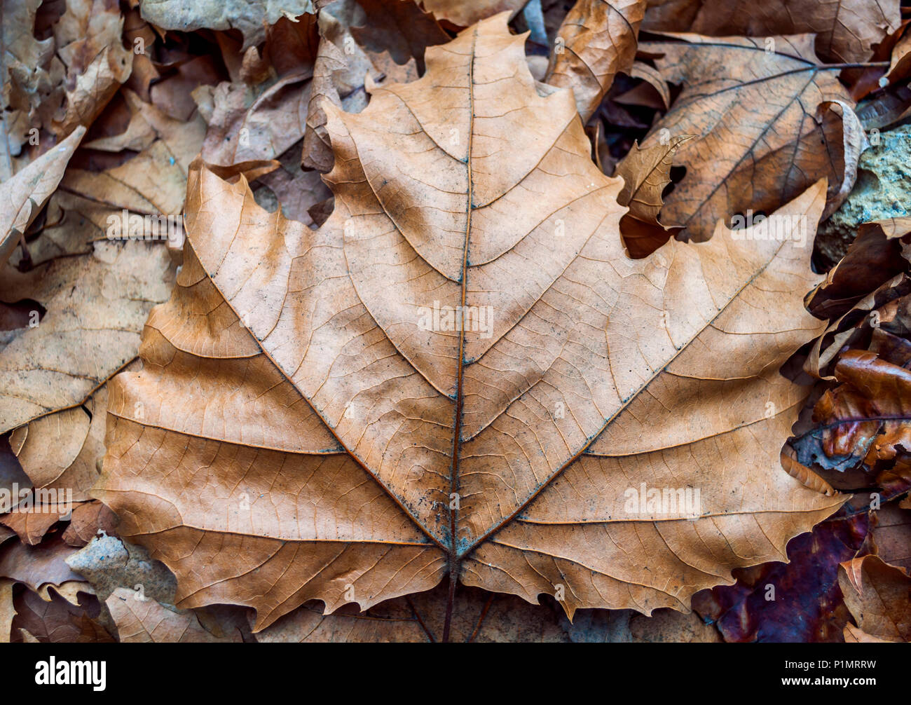 Brown leaf background close up Stock Photo - Alamy