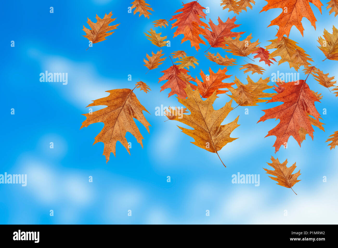 Colored autumn leaves falling down on blur background Stock Photo - Alamy