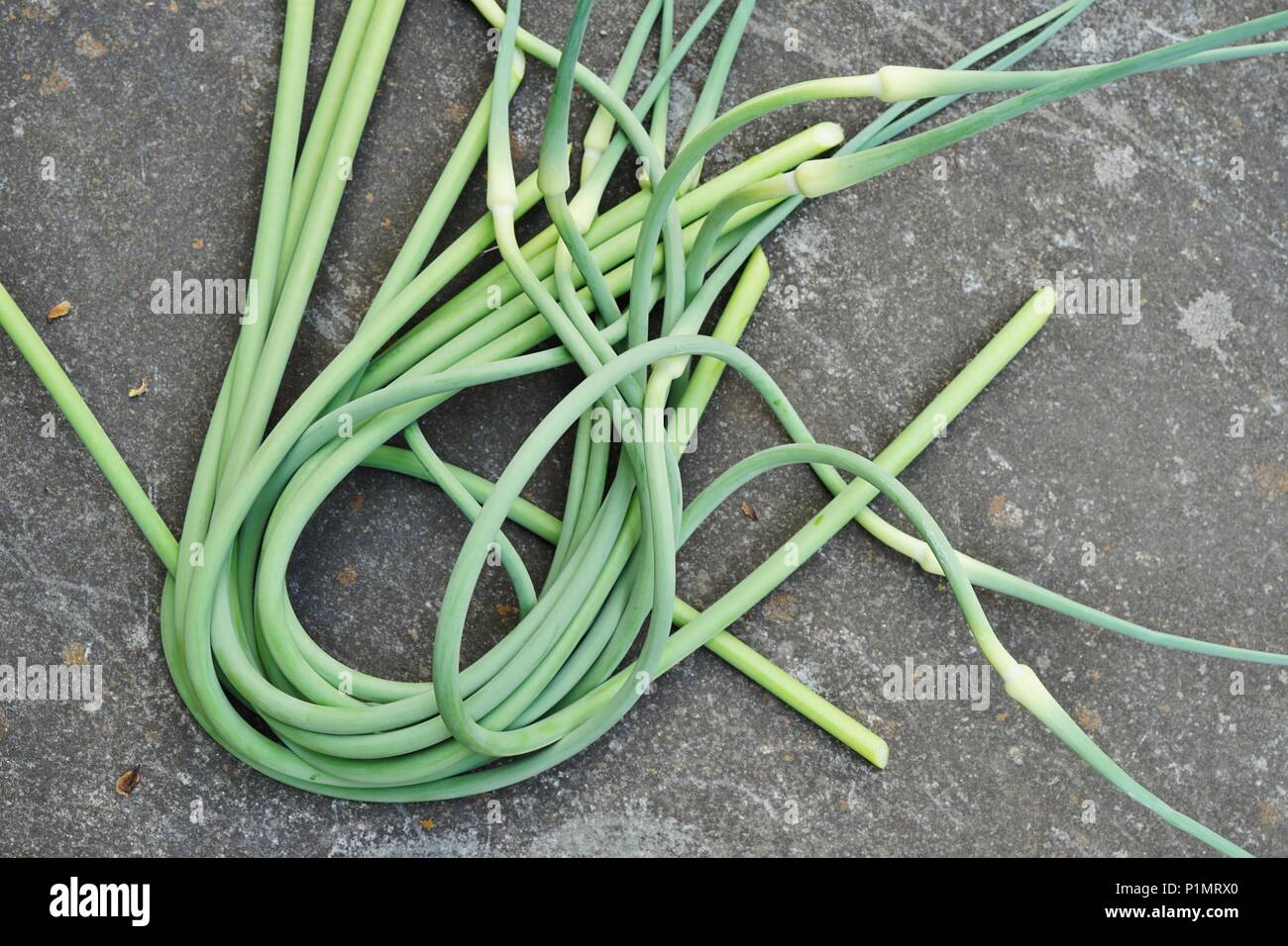Bunches of freshly picked green garlic scape stems Stock Photo - Alamy
