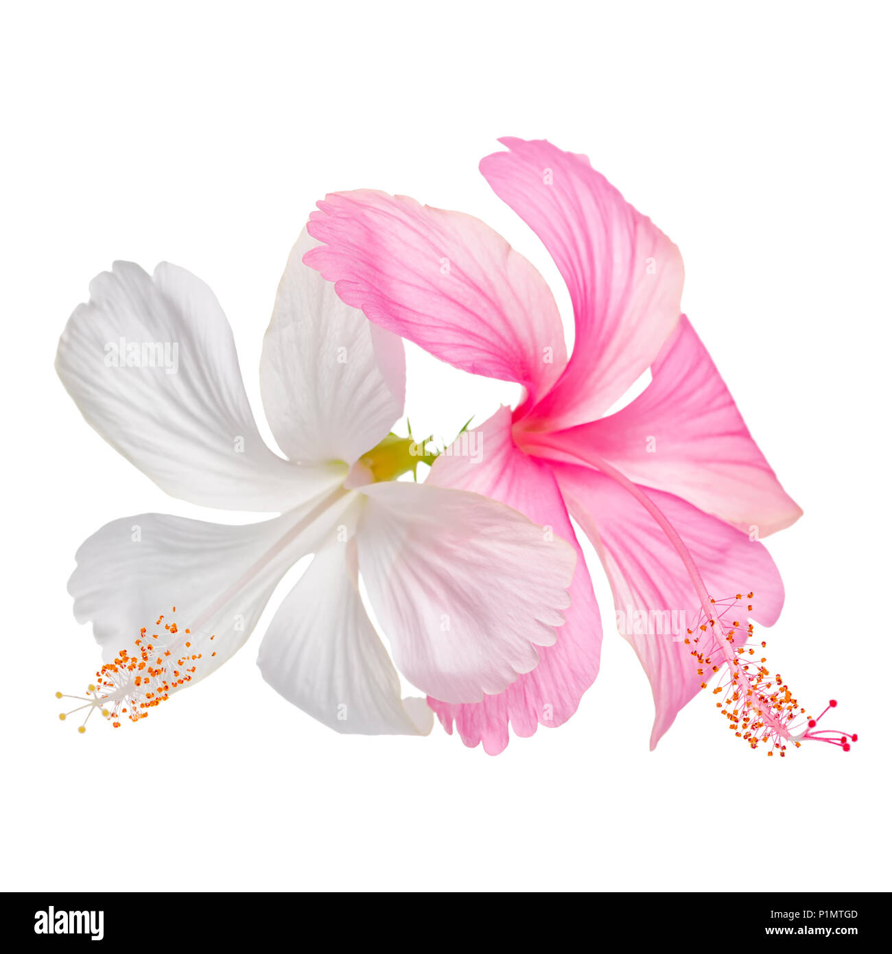 Hibiscus syriacus flowers Cut Out Stock Images & Pictures - Alamy