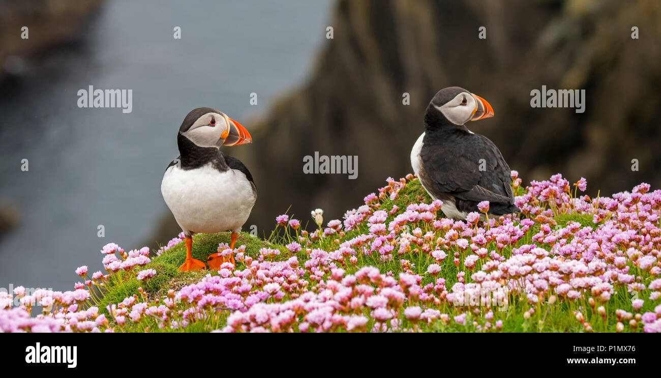 Puffins hi-res stock photography and images - Alamy