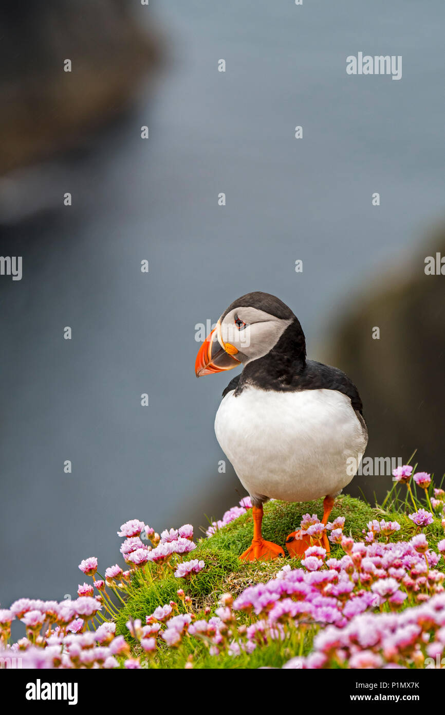 Atlantic puffin / common puffin (Fratercula arctica) in breeding ...