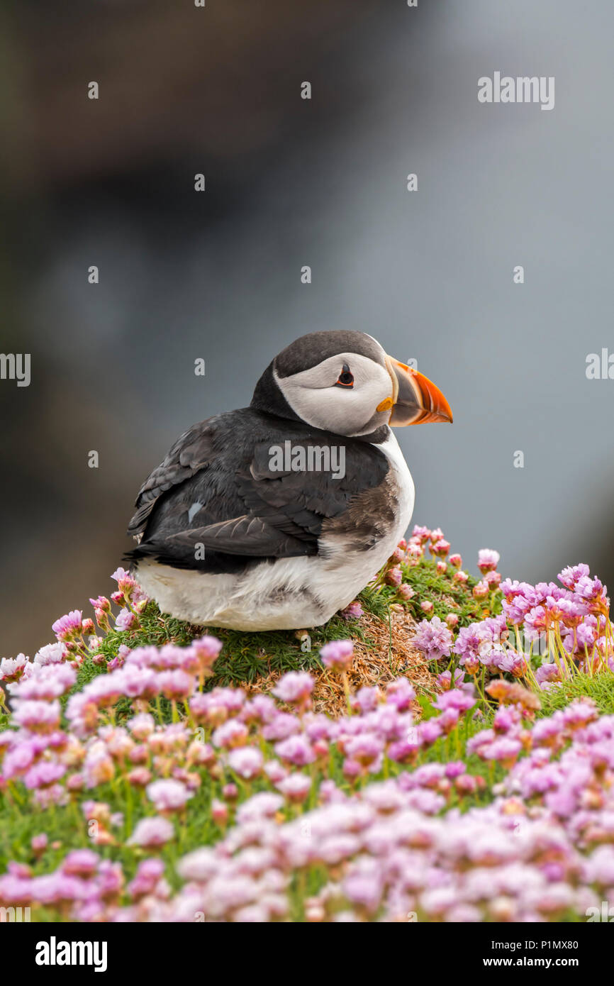 Atlantic puffin / common puffin (Fratercula arctica) in breeding ...
