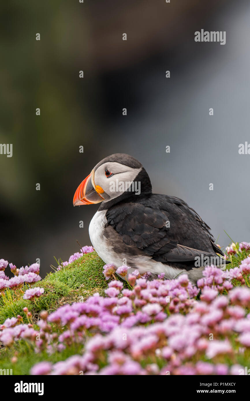 Atlantic puffin / common puffin (Fratercula arctica) in breeding ...