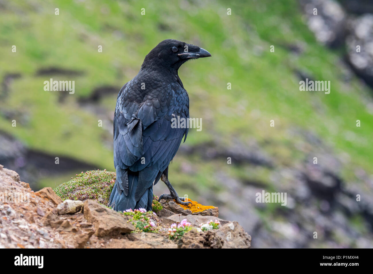Common raven / northern raven (Corvus corax) perched on rock on cliff ...