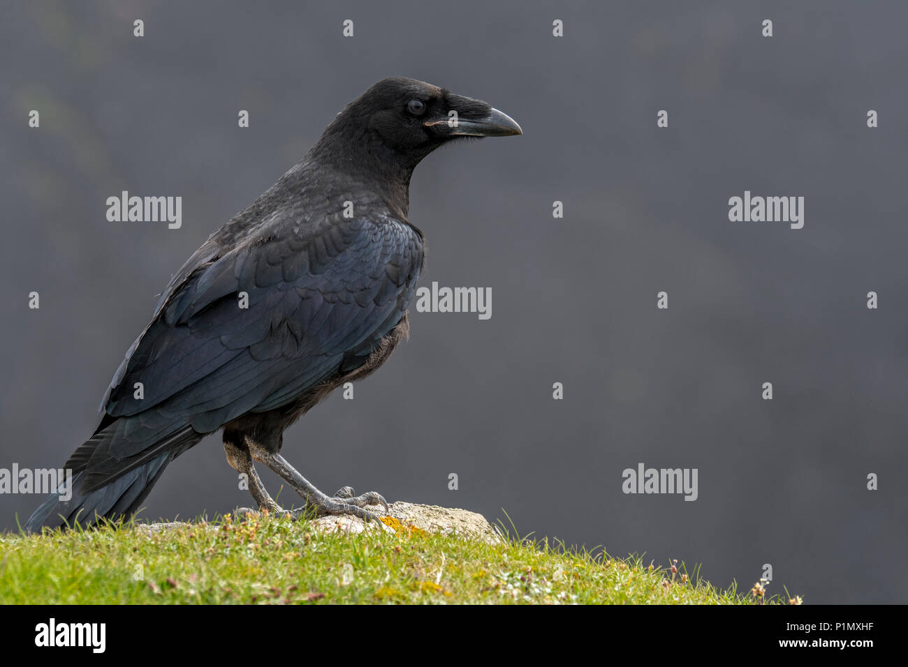 Raven islands hi-res stock photography and images - Alamy