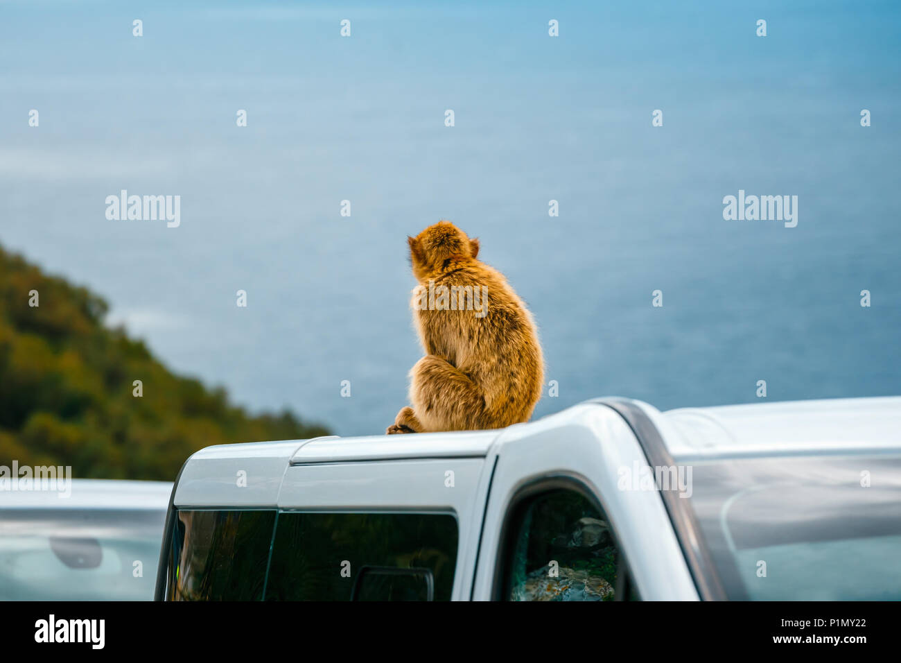 Barbery macaque hi-res stock photography and images - Alamy