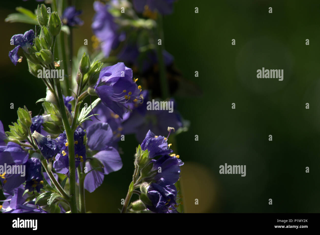 Polemonium or Jacob's ladder flowers Stock Photo - Alamy