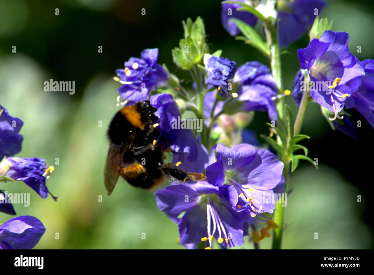 Polemonium or Jacob's ladder flowers Stock Photo - Alamy