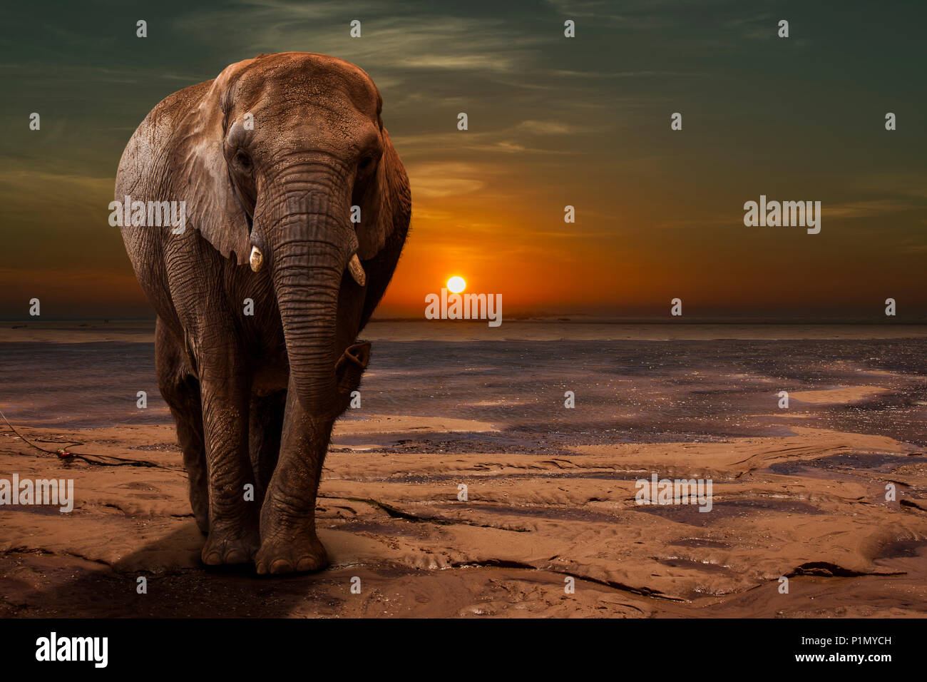 elephant facing, sunset Stock Photo - Alamy