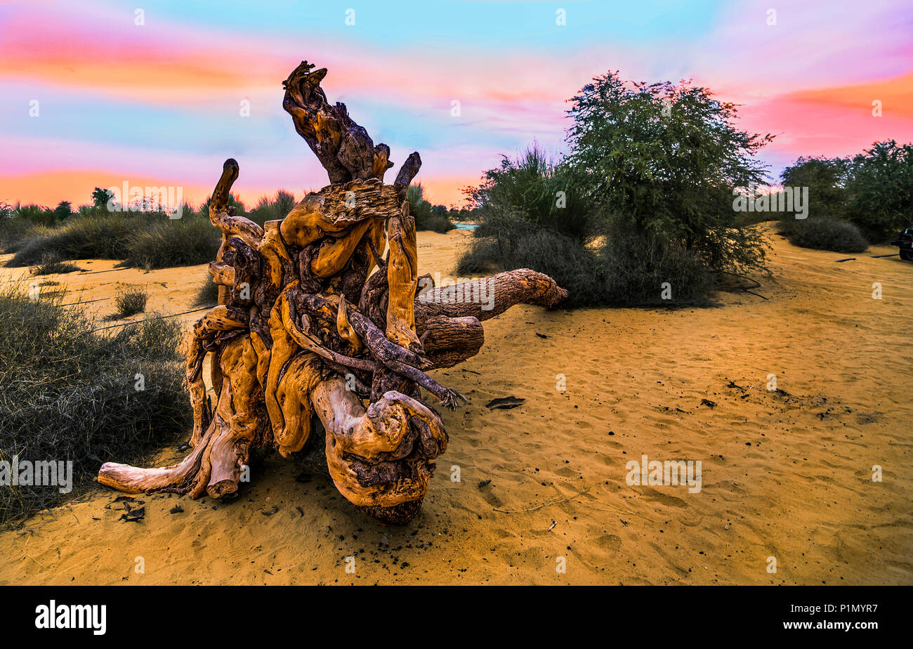 Twisting tree roots hi-res stock photography and images - Alamy