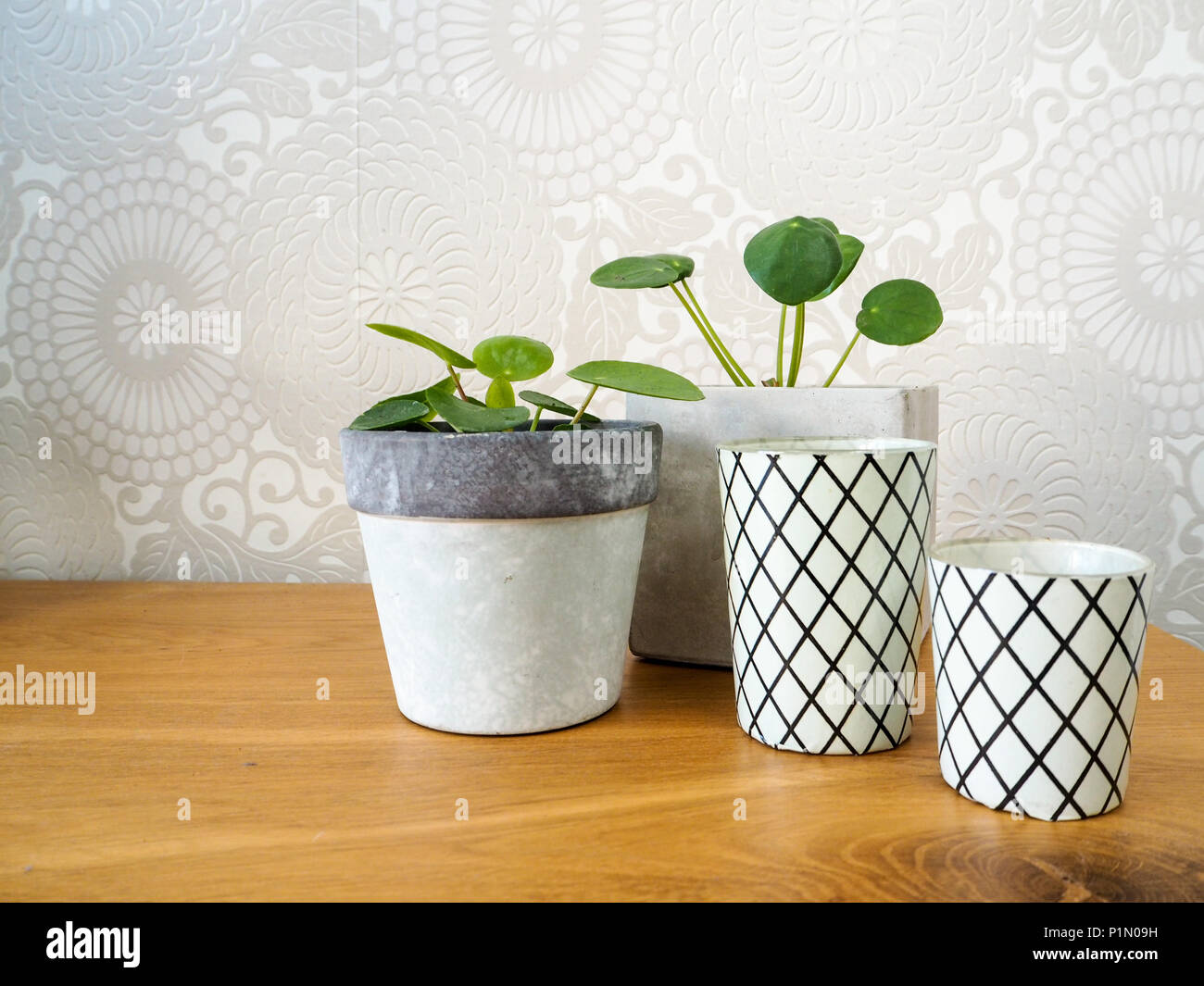 Baby pilea peperomioides or pancake plants ( Urticaceae) and striped ...