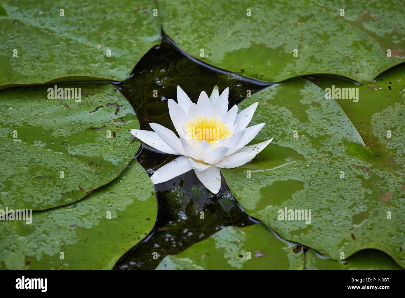 White Water Lily Stock Photo - Alamy