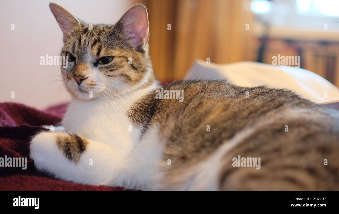 Rescue cat hi-res stock photography and images - Alamy