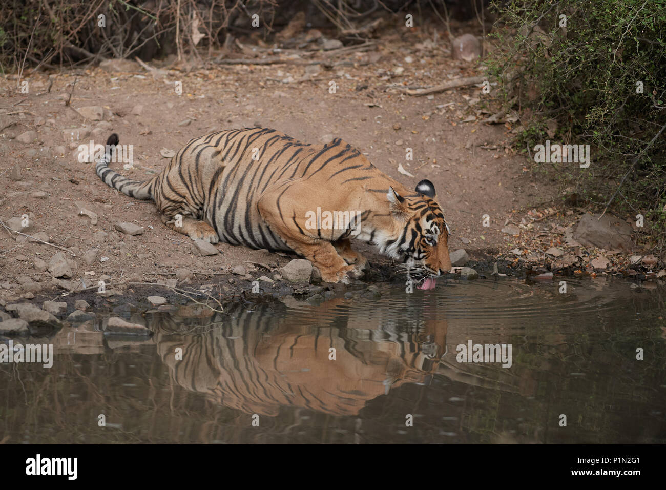 Tiger drinking from water hole hi-res stock photography and images - Alamy