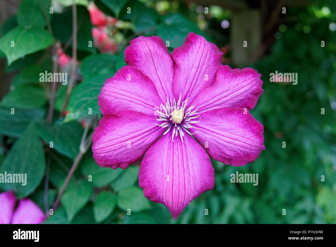 Clematis flower bloom hi-res stock photography and images - Alamy
