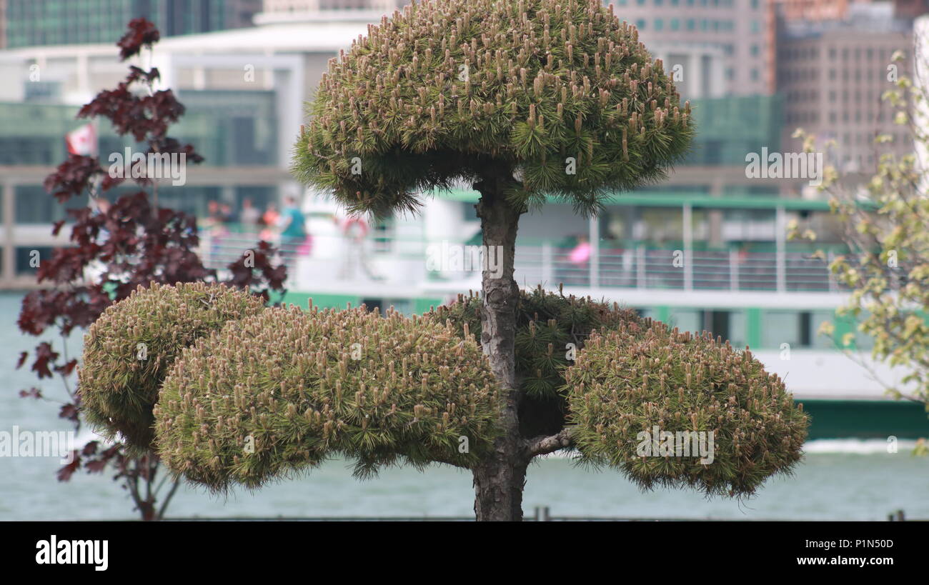 Detroit tree hi-res stock photography and images - Alamy