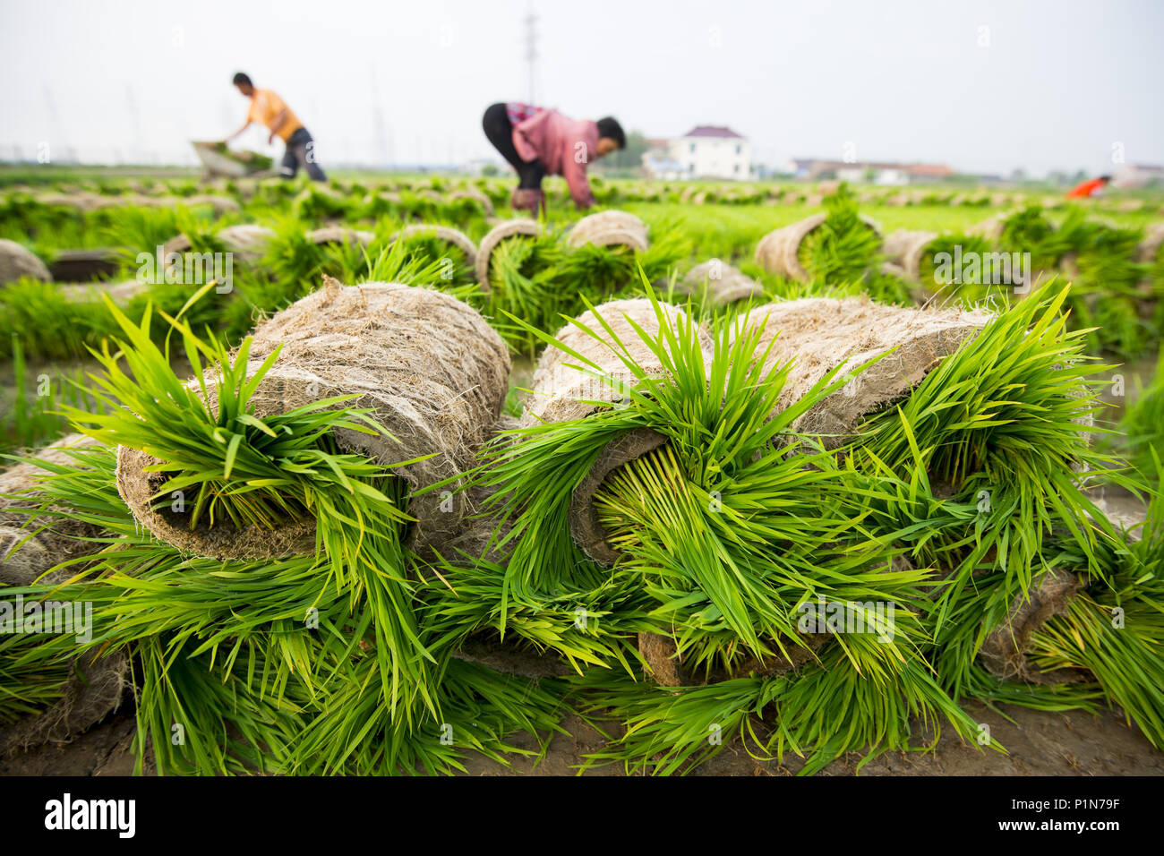 Nanton, China. 12th June, 2018. Summer farming in Nantong, east China's ...