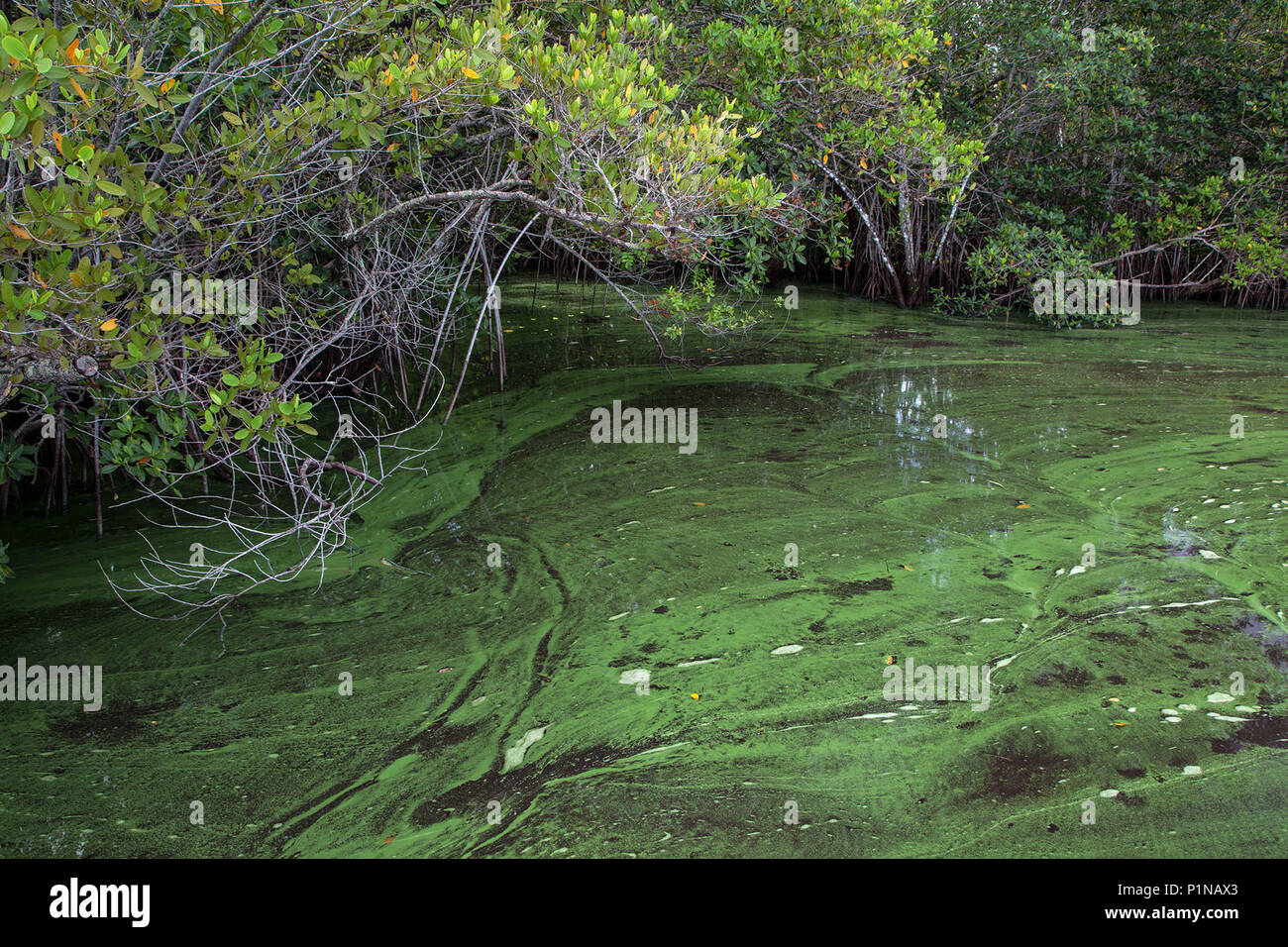 Stuart florida st lucie river hi-res stock photography and images - Alamy