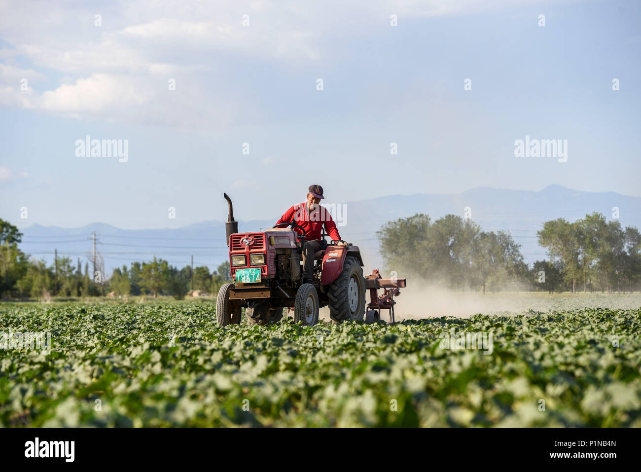 Cash Crops Stock Photos & Cash Crops Stock Images - Alamy