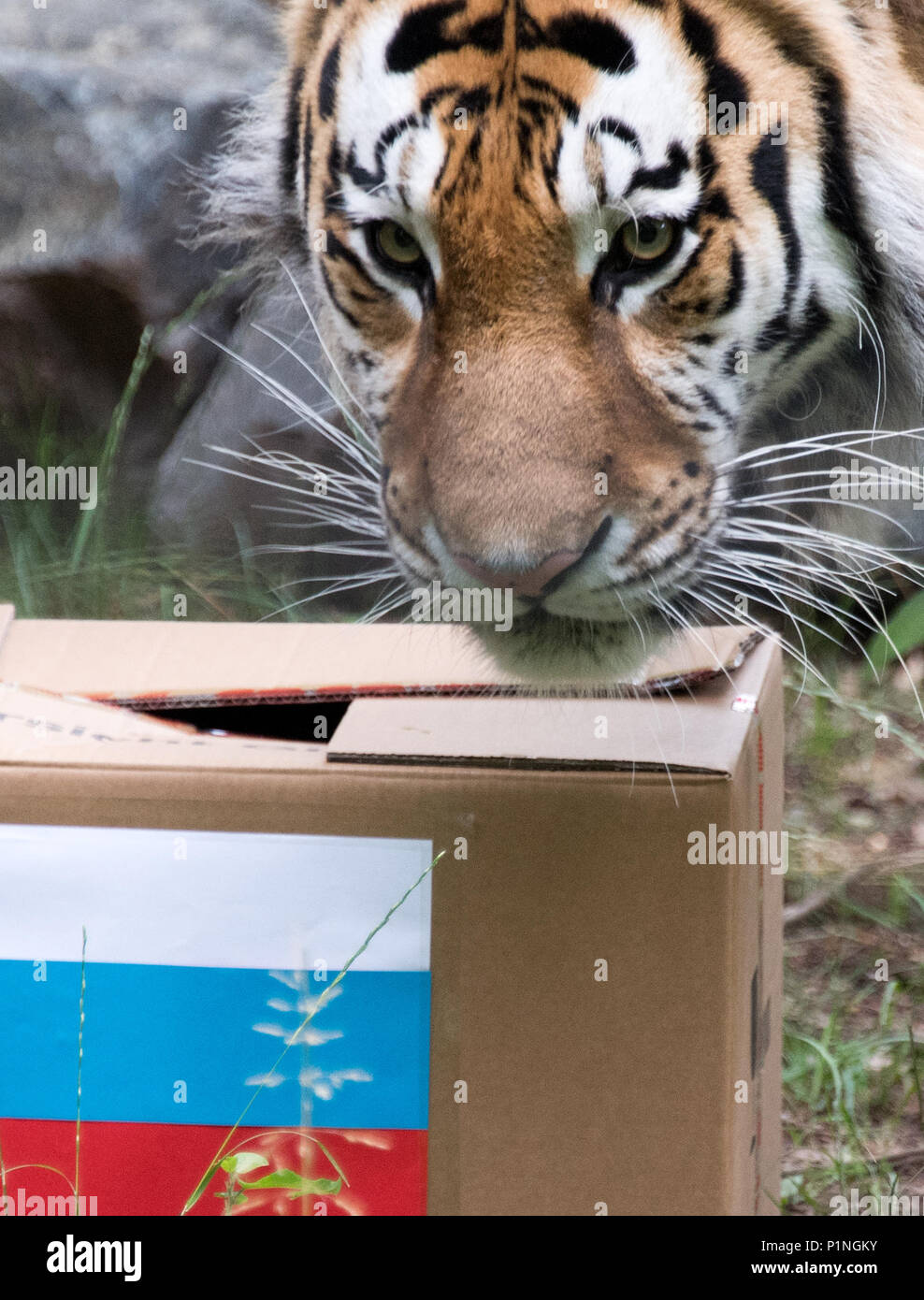 13 June 2018, Chemnitz, Germany: The Siberian tiger Wolodja gazes at ...