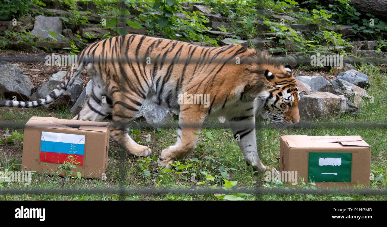 13 June 2018, Chemnitz, Germany: The Siberian tiger Wolodja gazes at ...