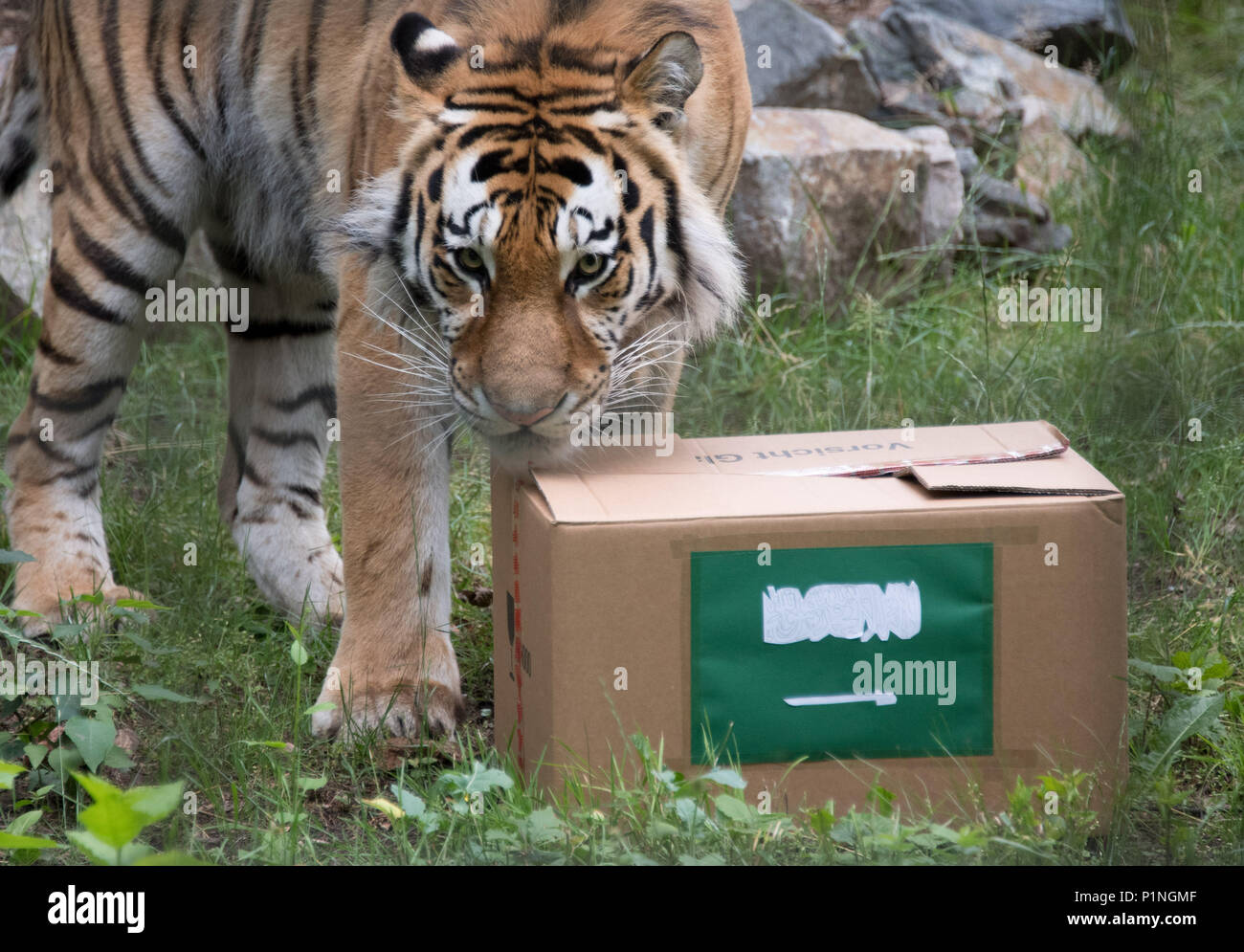 World cup score draw hi-res stock photography and images - Alamy