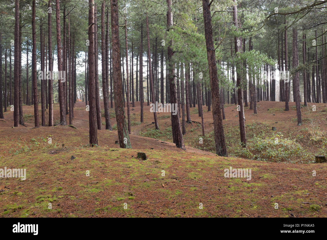 Pine trees formby hi-res stock photography and images - Alamy