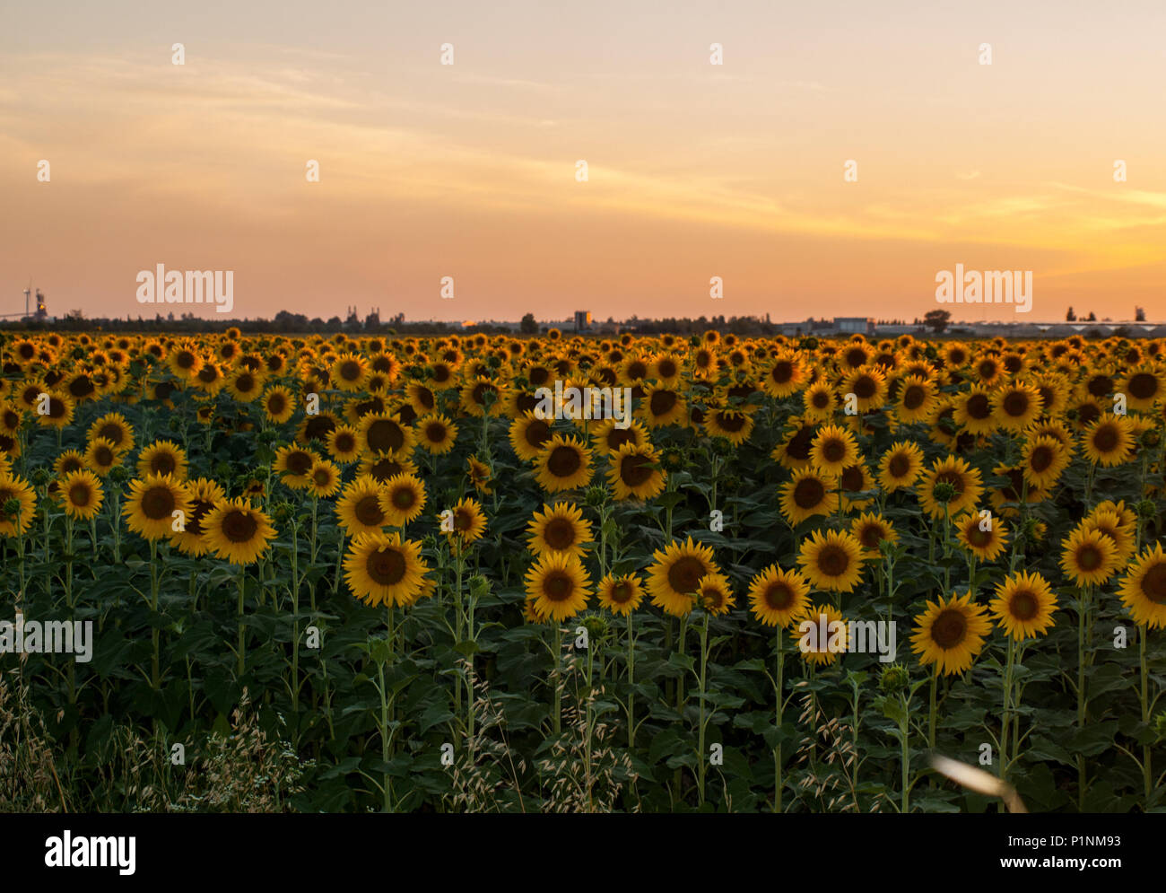 Arles sunflower field hi-res stock photography and images - Alamy