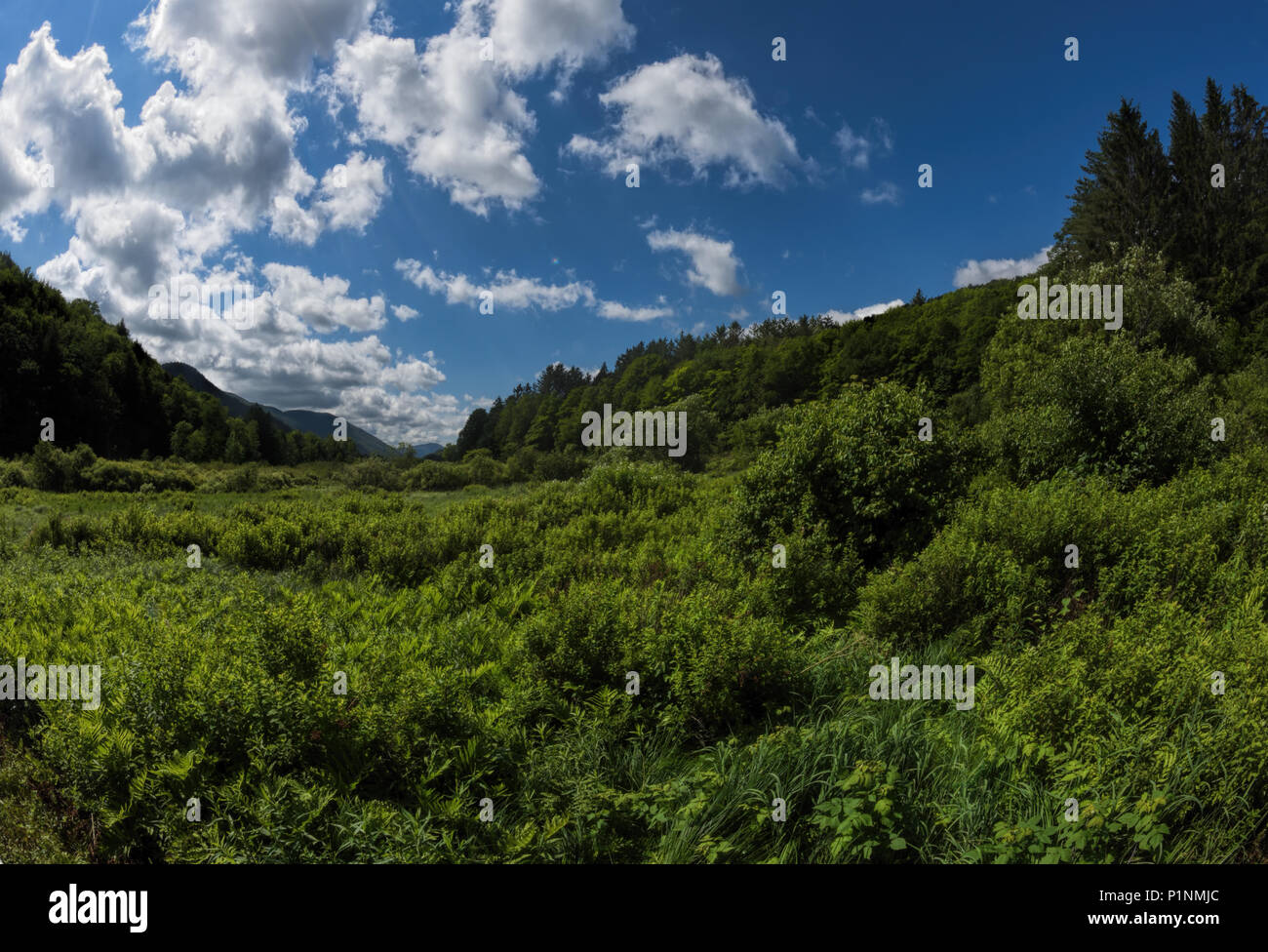 Lush Green Trees And Bushes High Resolution Stock Photography and ...