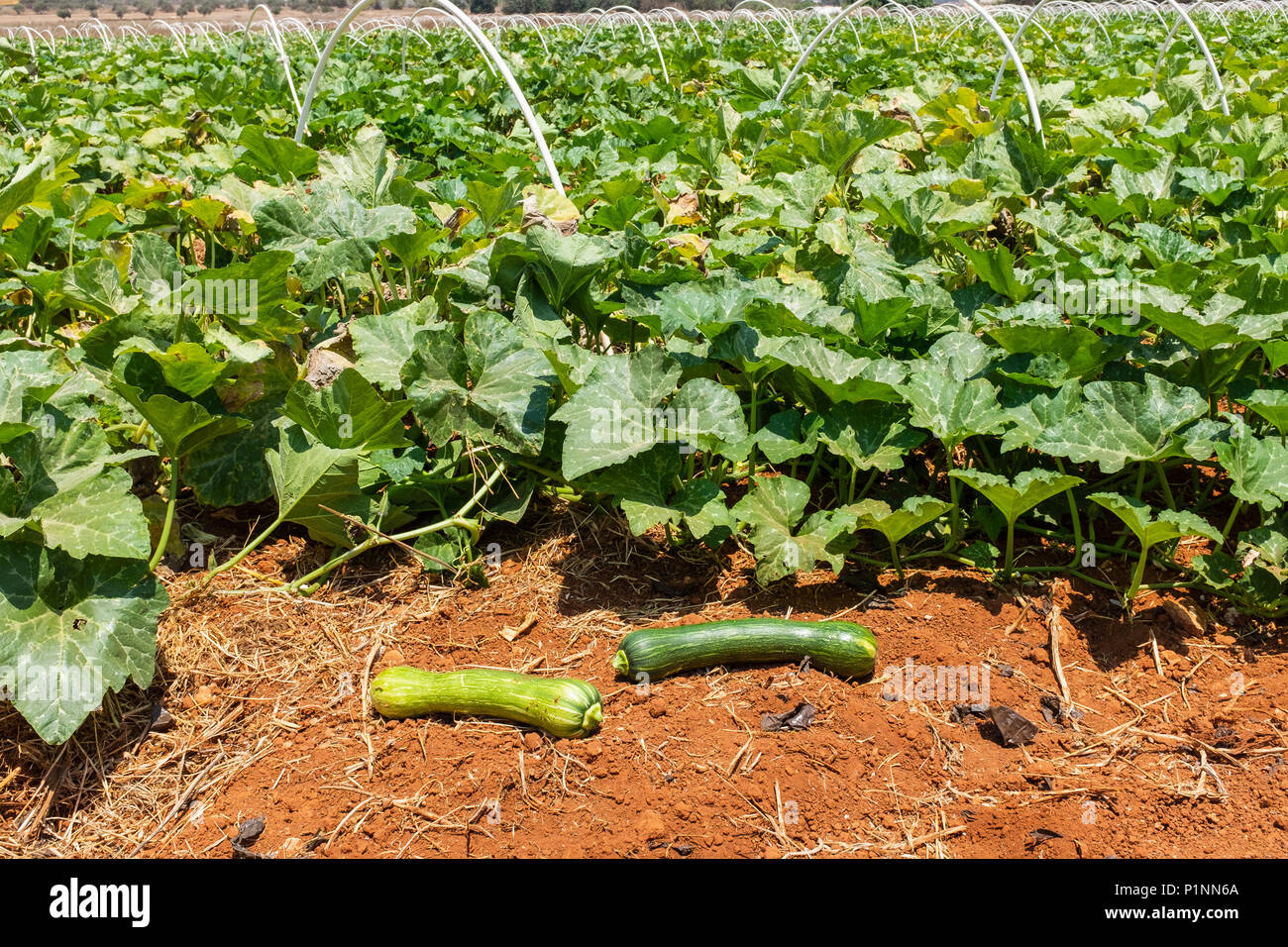 Fields of marrows also known as zucchini, grown on a farm near Agia ...
