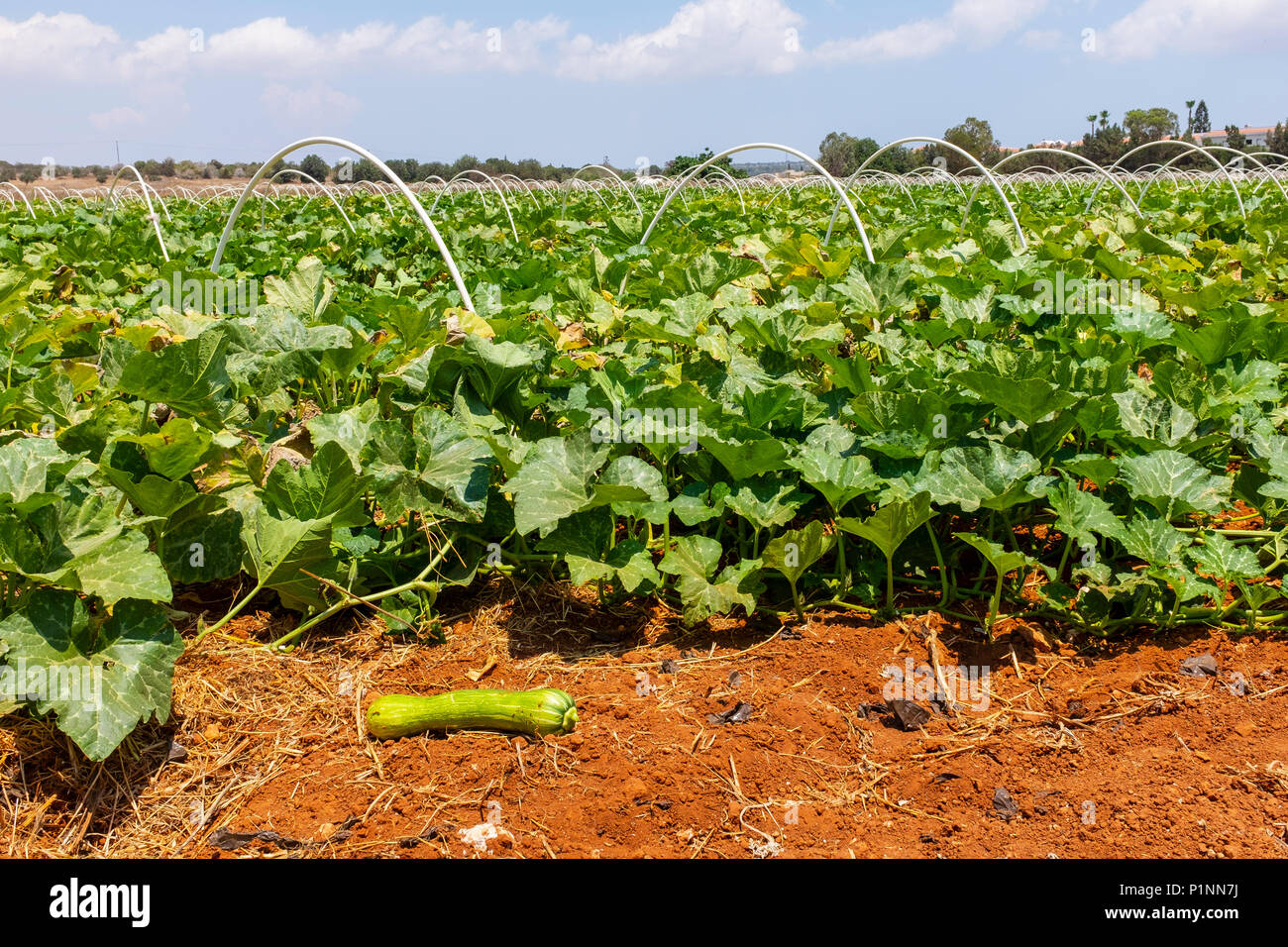 Fields of marrows also known as zucchini, grown on a farm near Agia ...