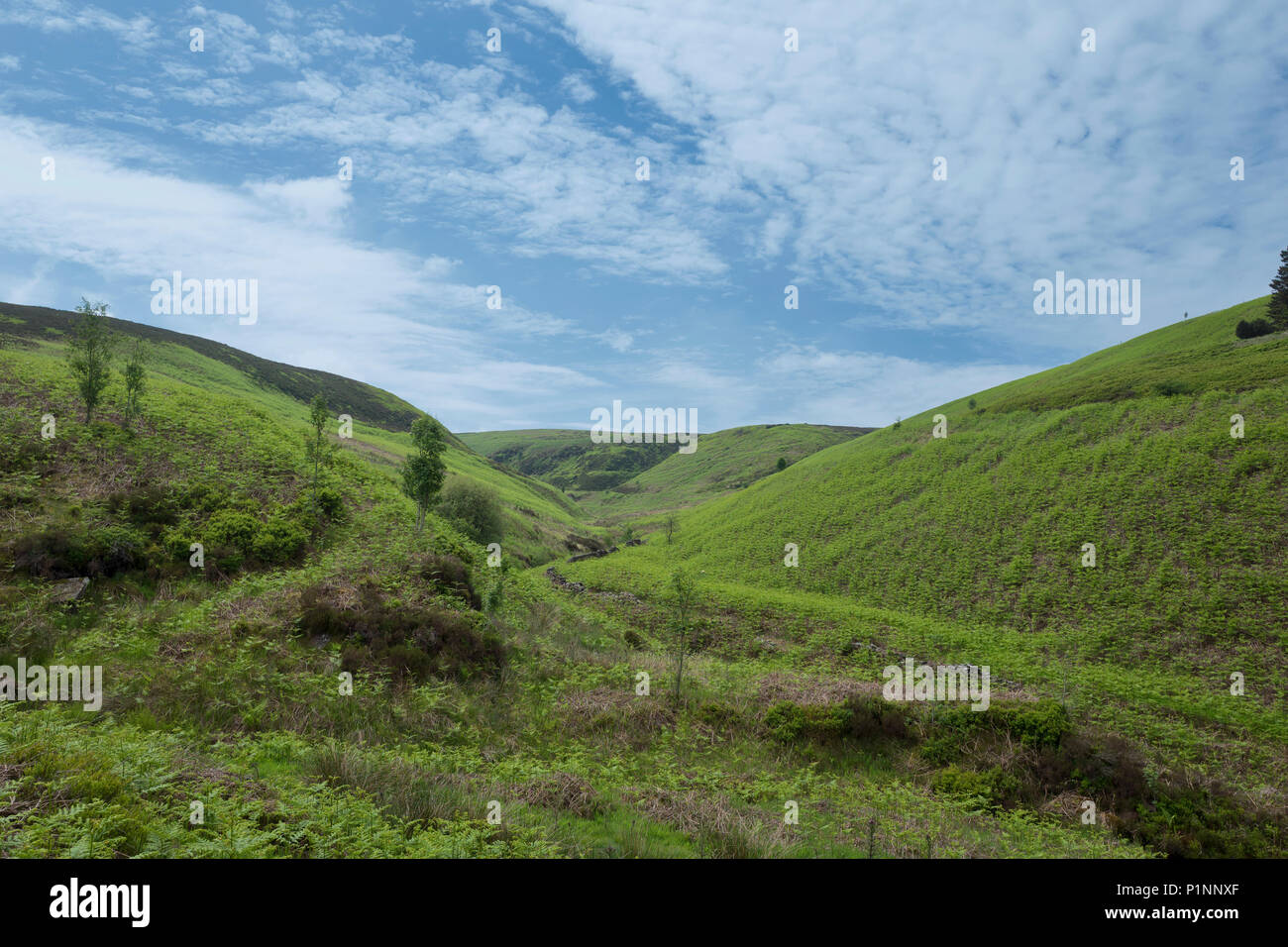 Moss valley hi-res stock photography and images - Alamy