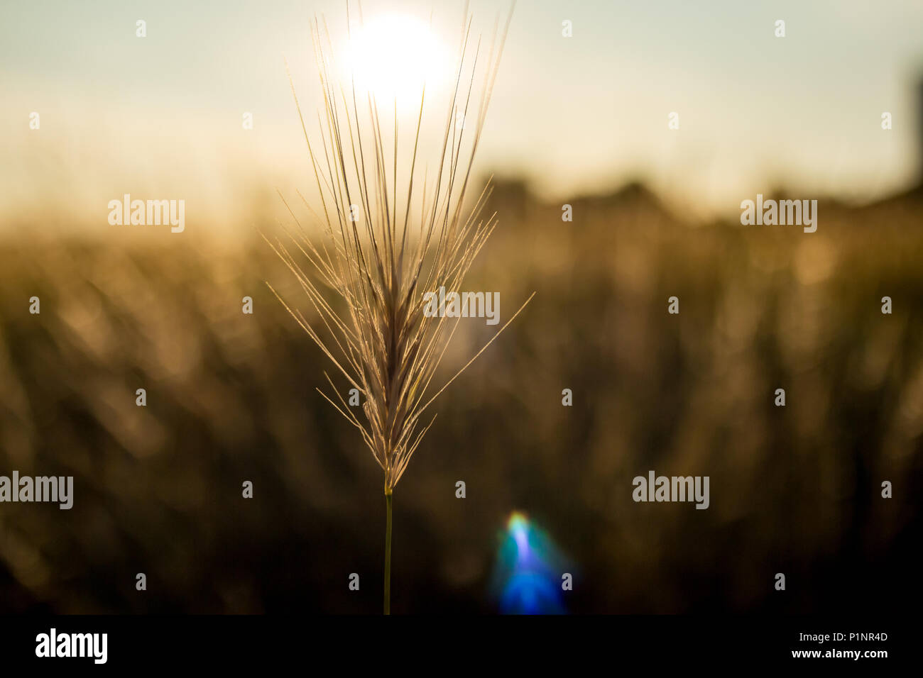 Rye meadow hi-res stock photography and images - Alamy