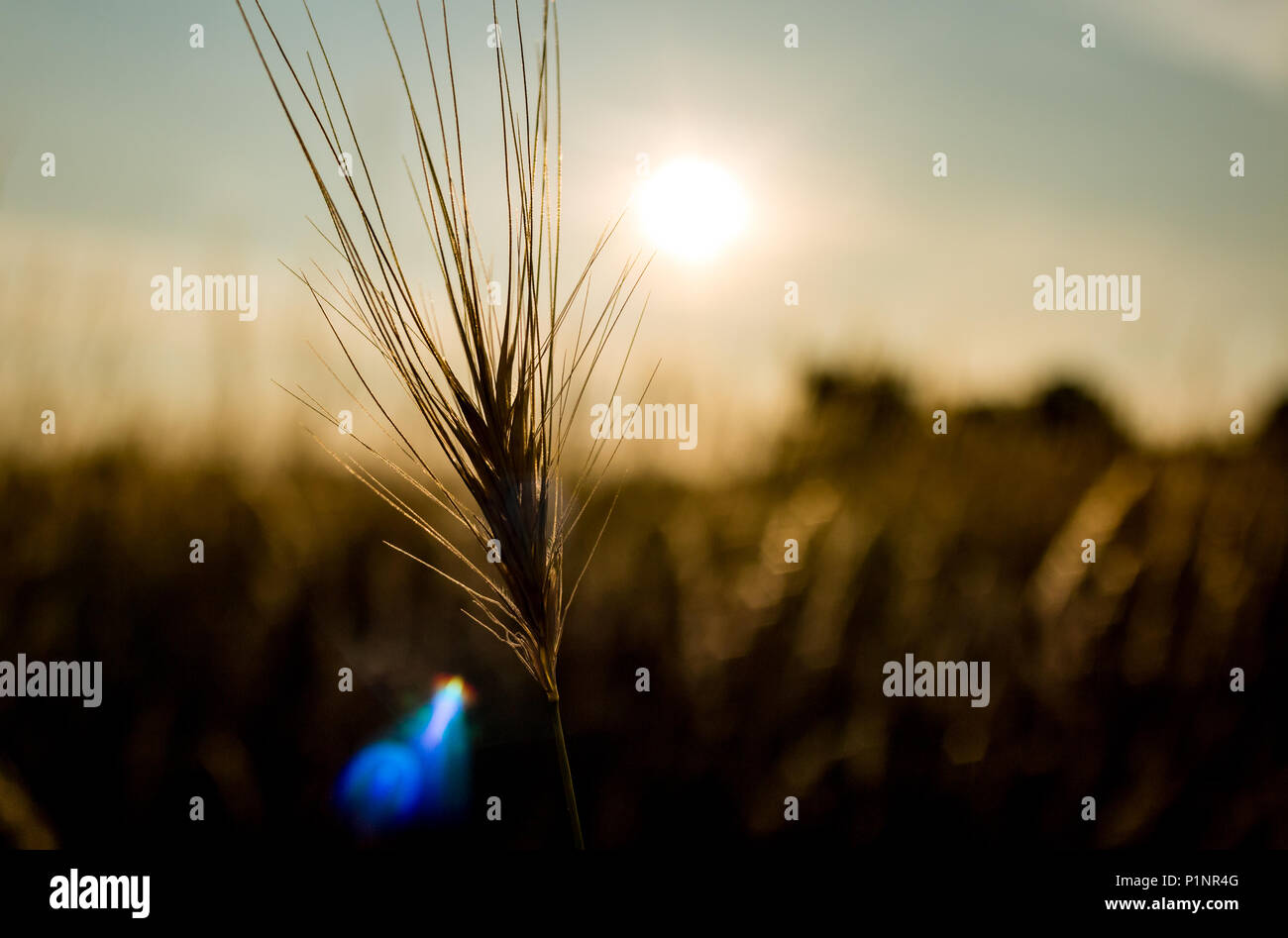 Rye farm meadow hi-res stock photography and images - Alamy