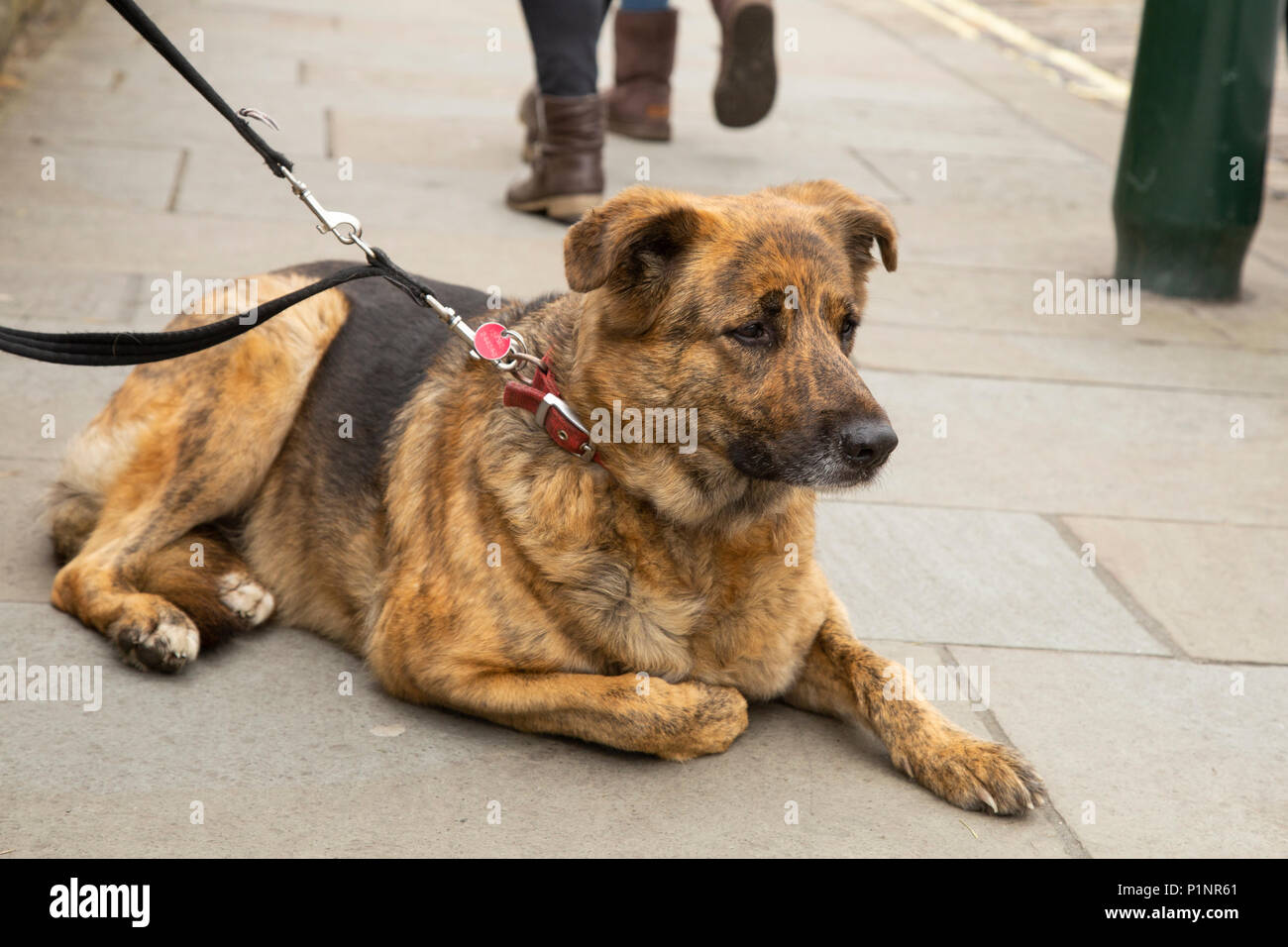A dog lying on a pavement Stock Photo - Alamy