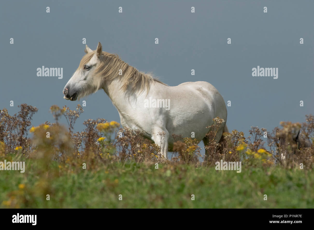 A white horse taken from ground level Stock Photo - Alamy