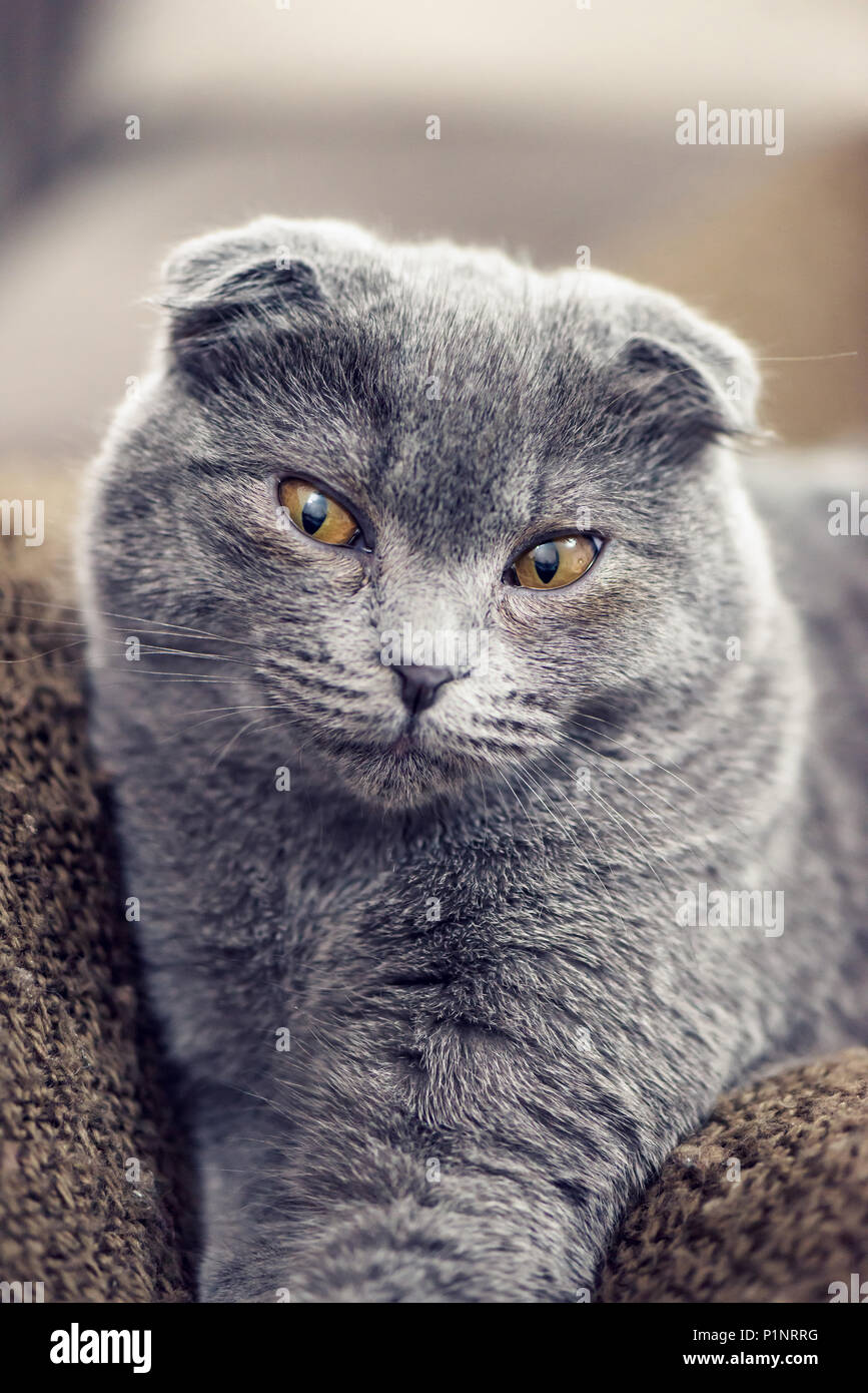 Blue scotish fold cat posing on camera Stock Photo - Alamy