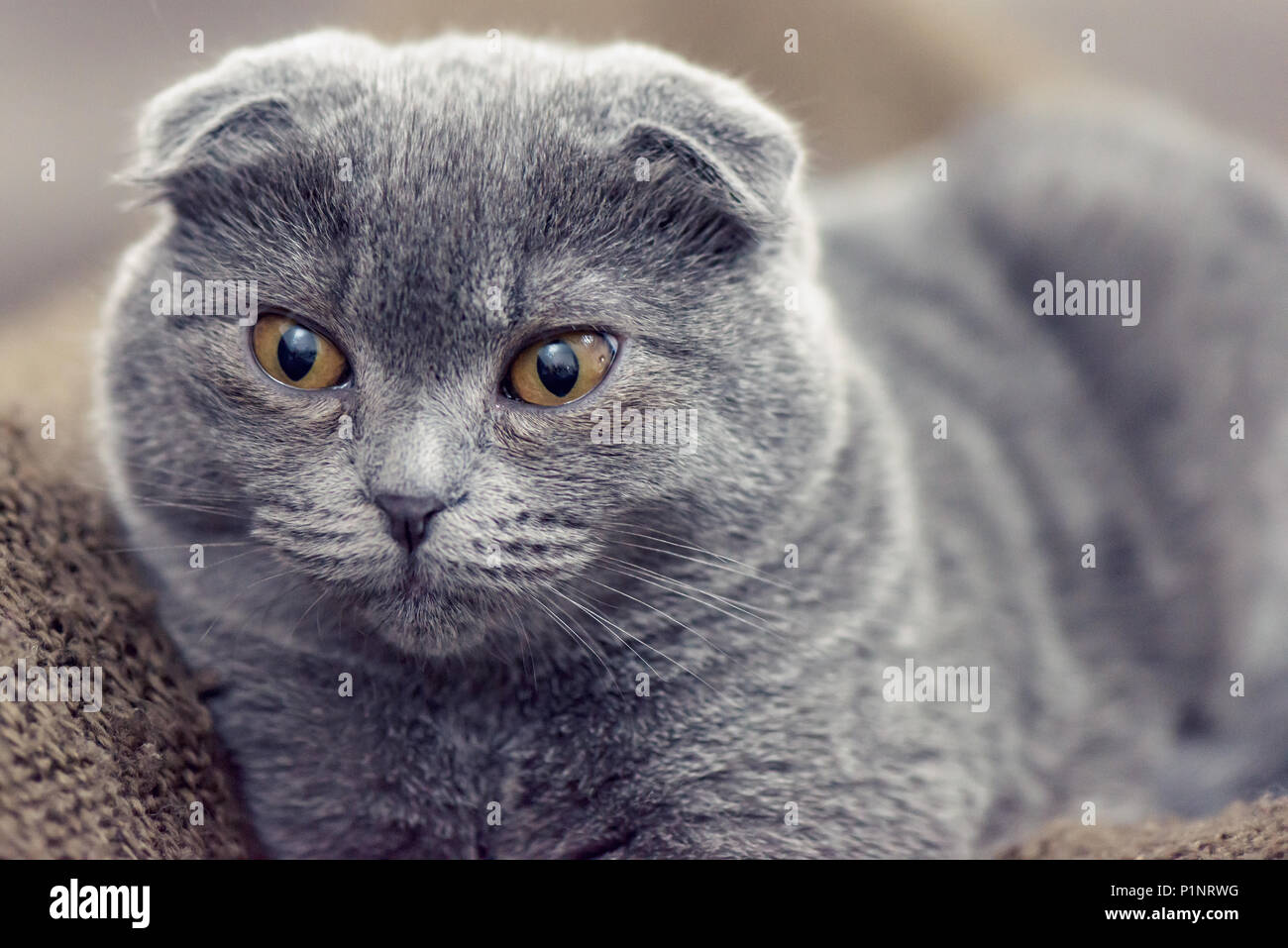 Blue scotish fold cat posing on camera Stock Photo - Alamy