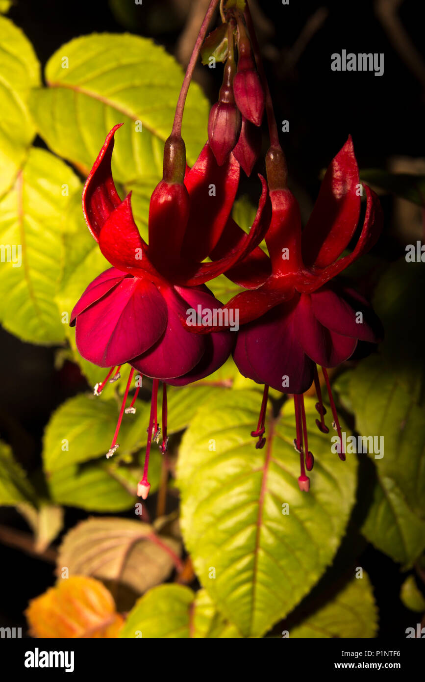 Fuchsia lavender blue hi-res stock photography and images - Alamy
