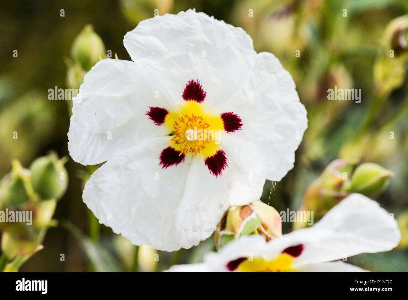 Common gum hi-res stock photography and images - Alamy