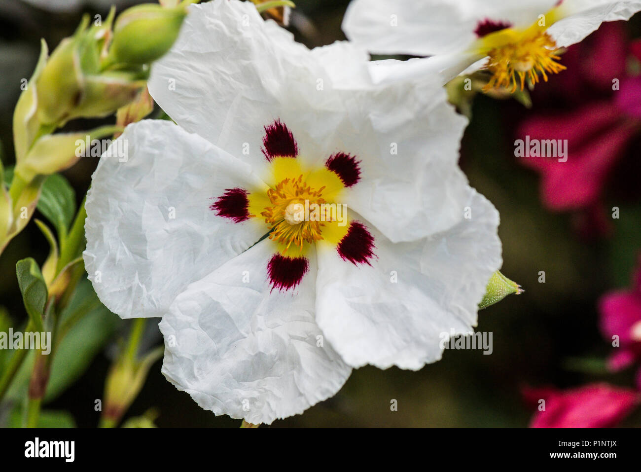 A common gum cistus (Cistus × cyprius) flower Stock Photo - Alamy