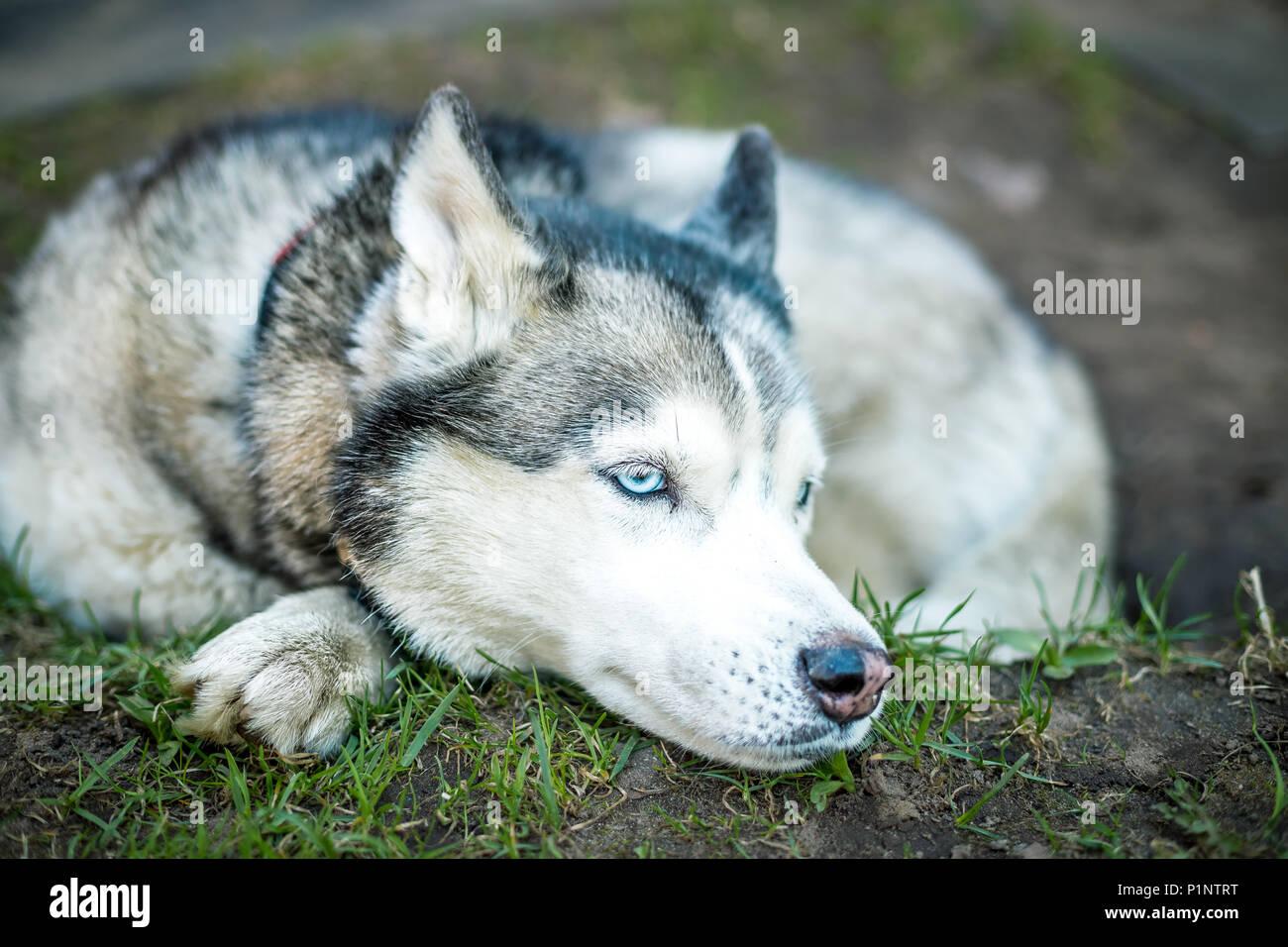 White siberian husky side view hi-res stock photography and images - Alamy