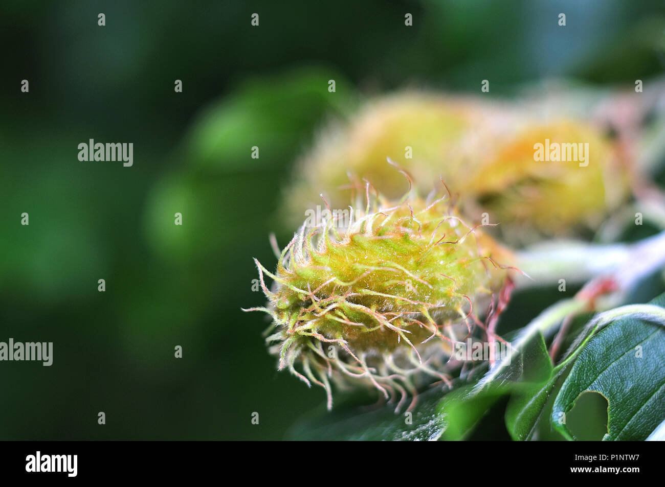 Spined husk hi-res stock photography and images - Alamy