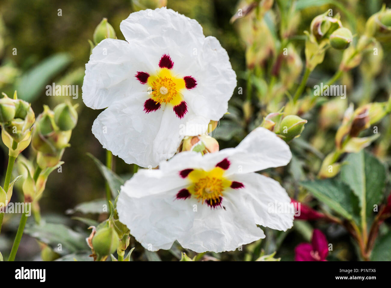 Common gum cistus (Cistus × cyprius) flowers Stock Photo - Alamy