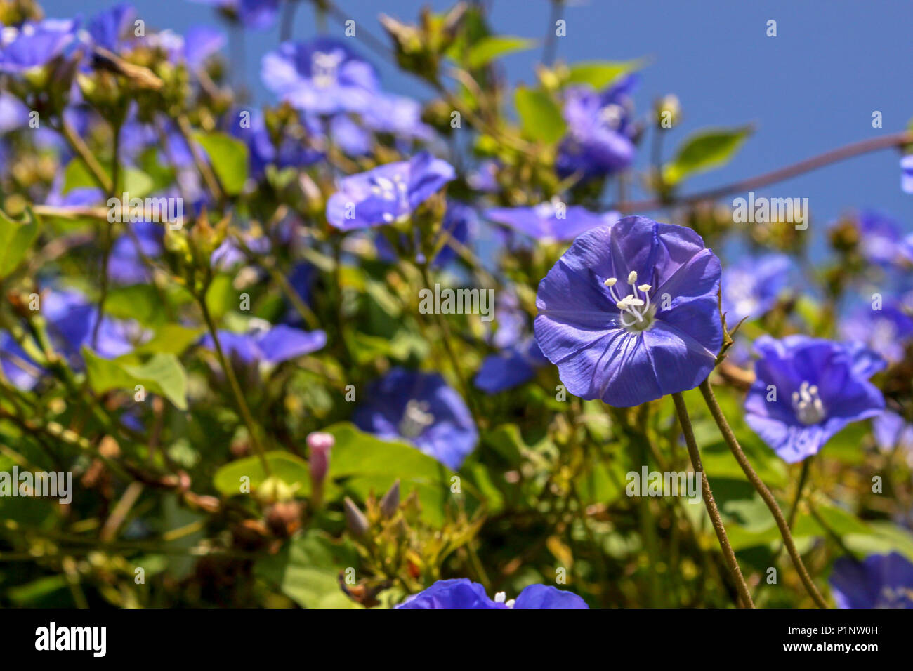 Ground morning glory hi-res stock photography and images - Alamy